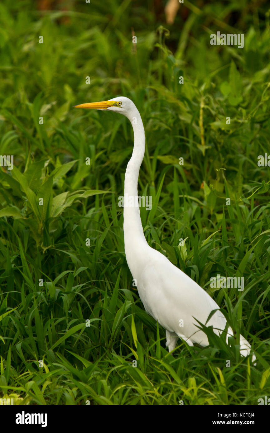Great Egret, Ardea alba, Central America, Costa Rica Stock Photo - Alamy