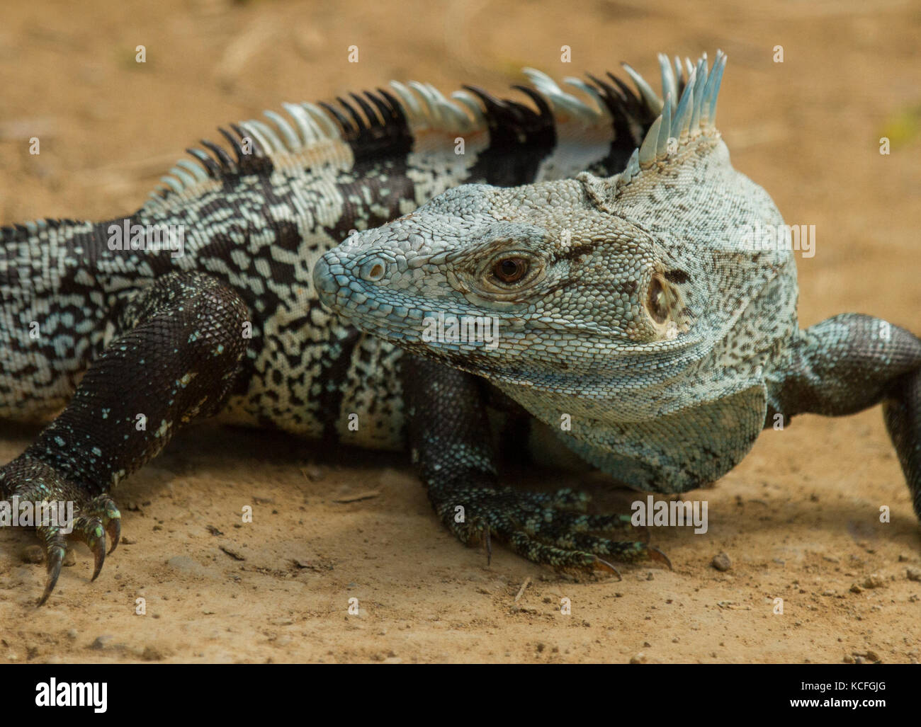 Rock Iguana, Ctenosaura similis, Central America, Costa Rica Stock ...