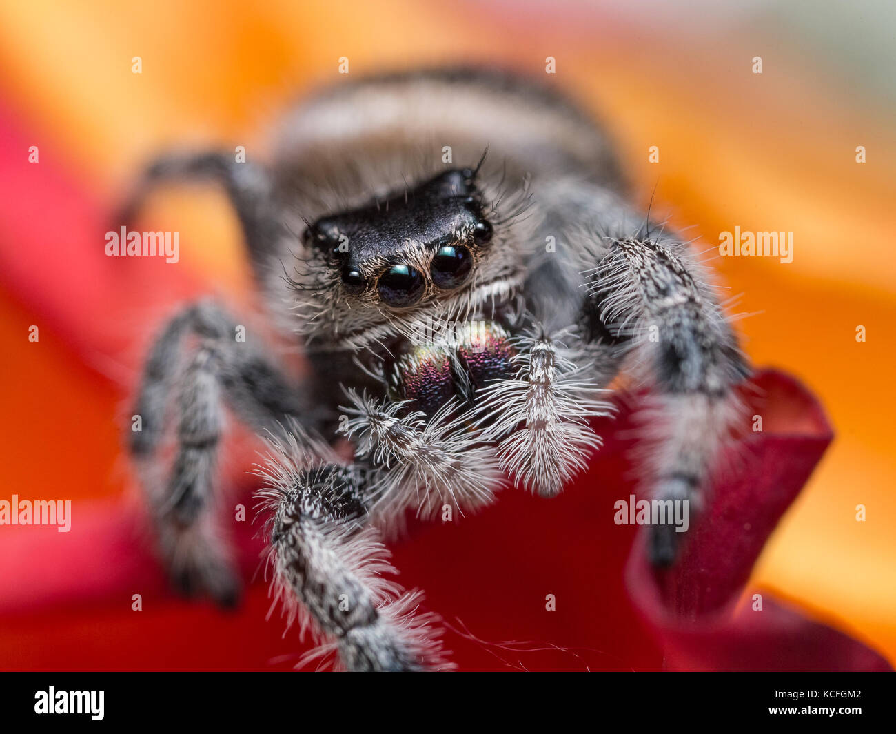 Phidippus regius hi-res stock photography and images - Alamy