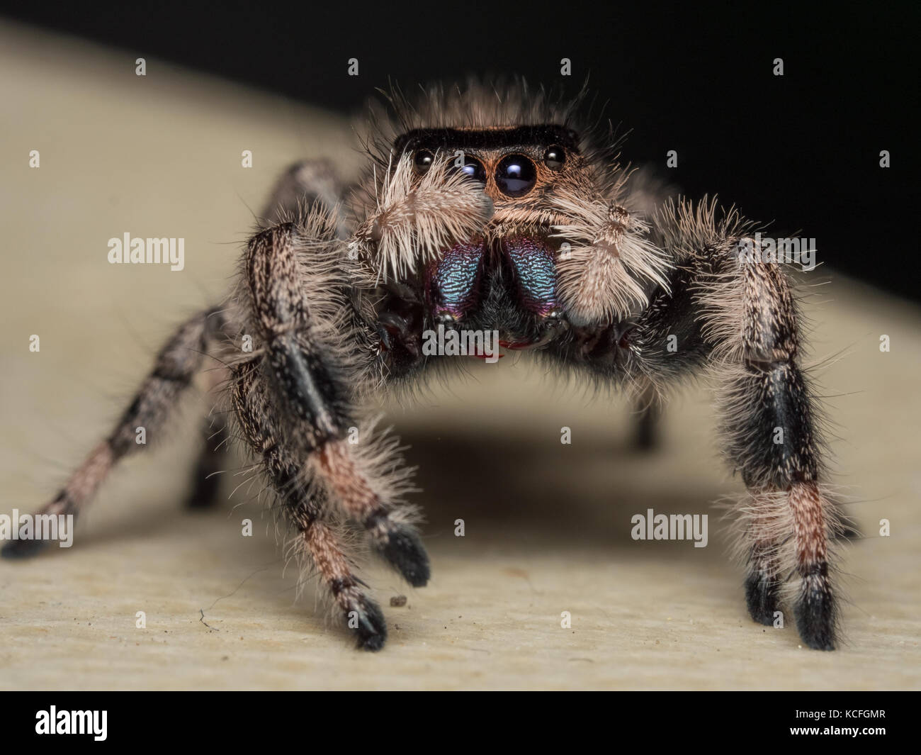 Phidippus regius hi-res stock photography and images - Alamy