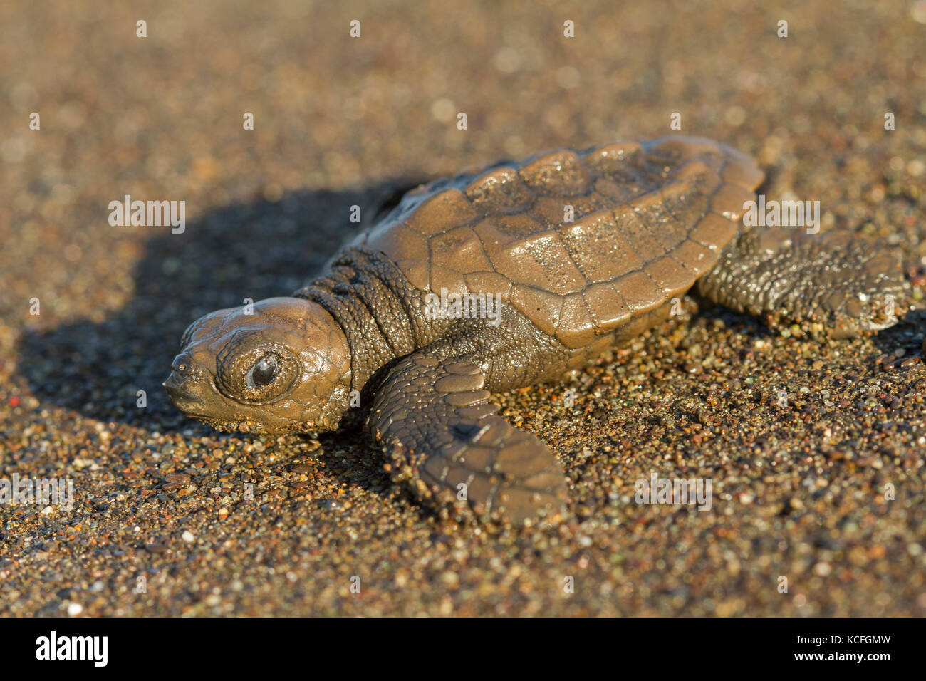 Costa rica turtle hi-res stock photography and images - Alamy