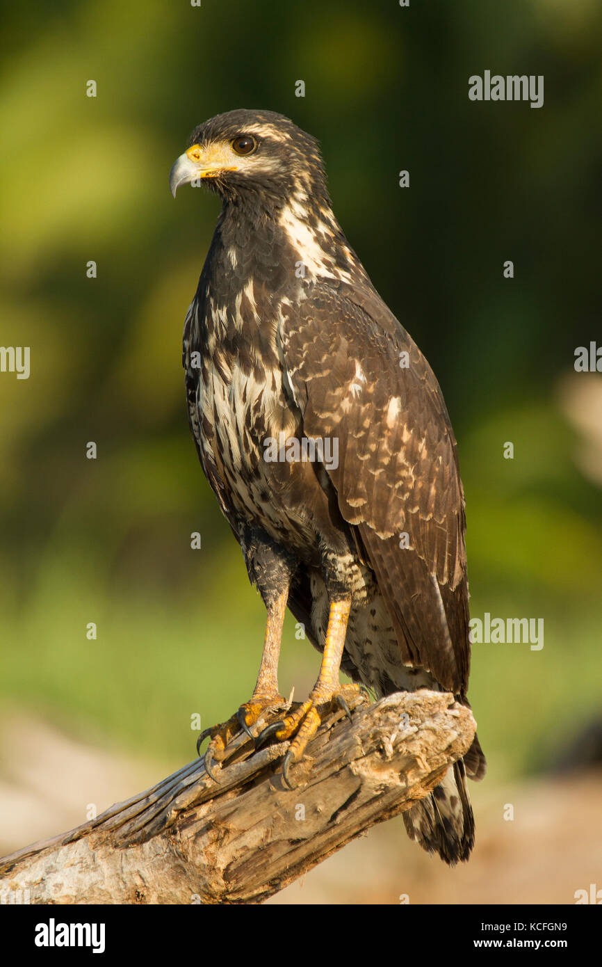 Yellow-headed Caracara, Milvago chimachima, Costa Rica, Central America ...