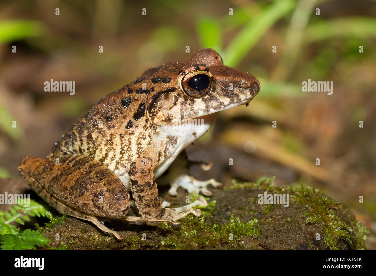Bark Colored Frog, Costa Rica, Central America Stock Photo - Alamy