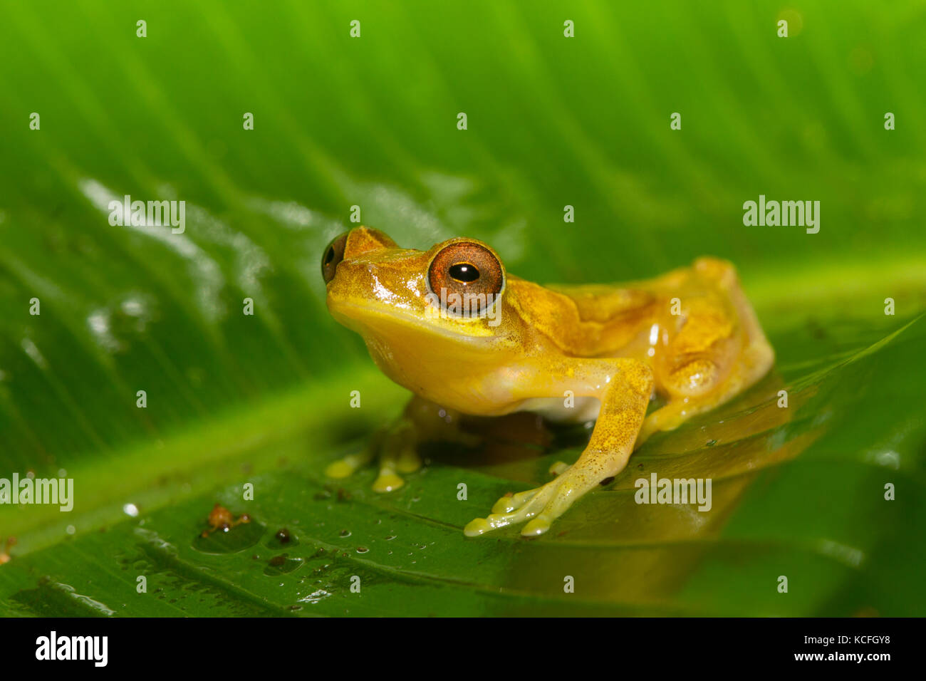 Hour-glass tree frog, Dendropsophus ebraccatus, Costa Rica, Central ...