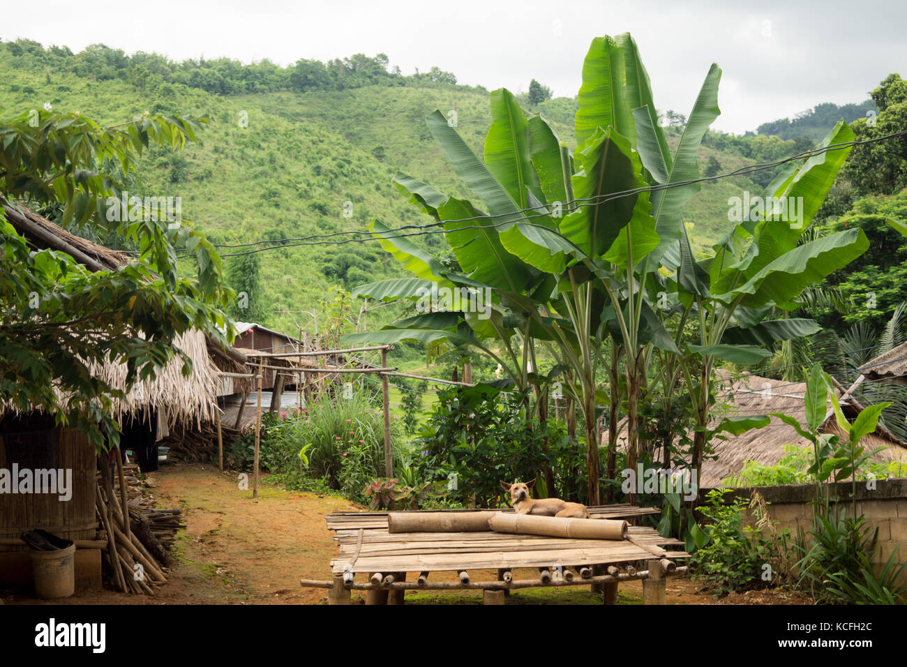 Visit to the nature in Chiang Rai, Akha mountain village Stock Photo ...