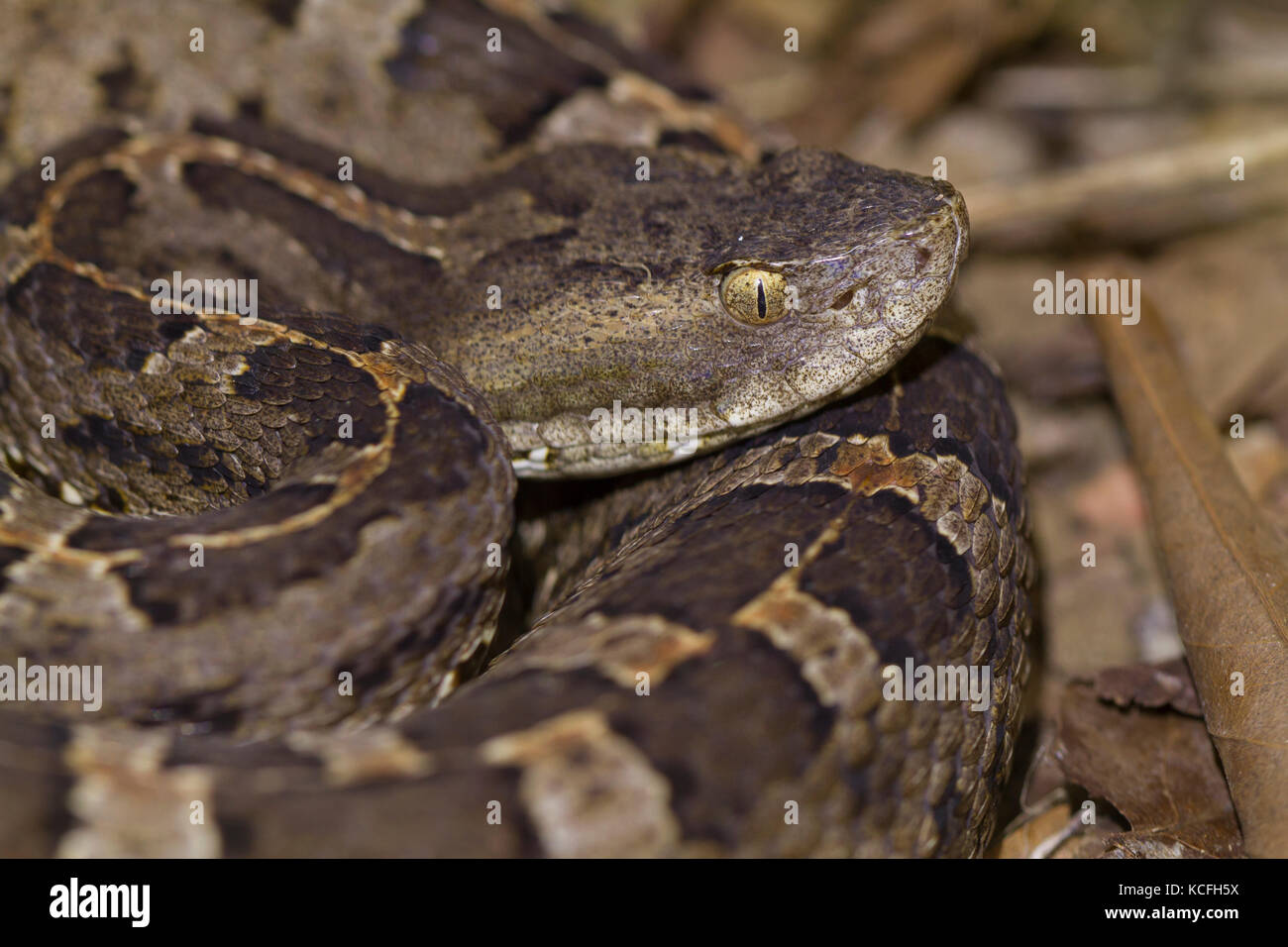 Western Slender Hognosed Viper, Porthidium ophryomegas, Costa Rica ...