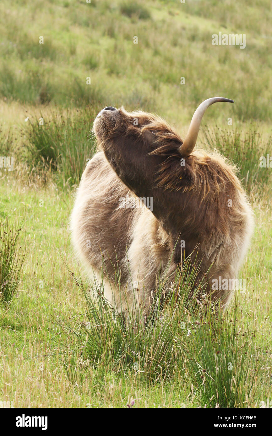 Cow scratching hi-res stock photography and images - Alamy