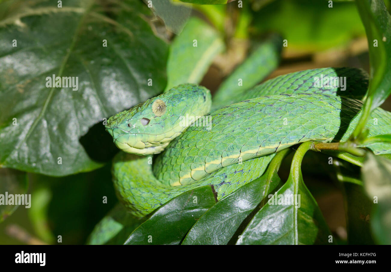 Green-striped Viper, Lora, Bothriechis lateralis, Central America ...