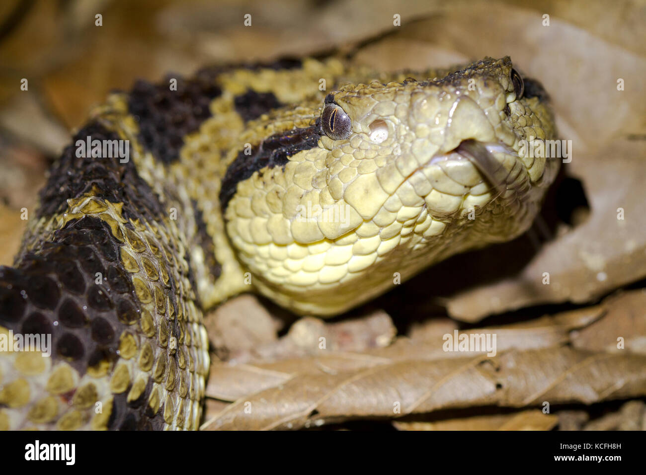 Jumping Viper, Atropoides nummifer, Central America, Costa Rica Stock ...