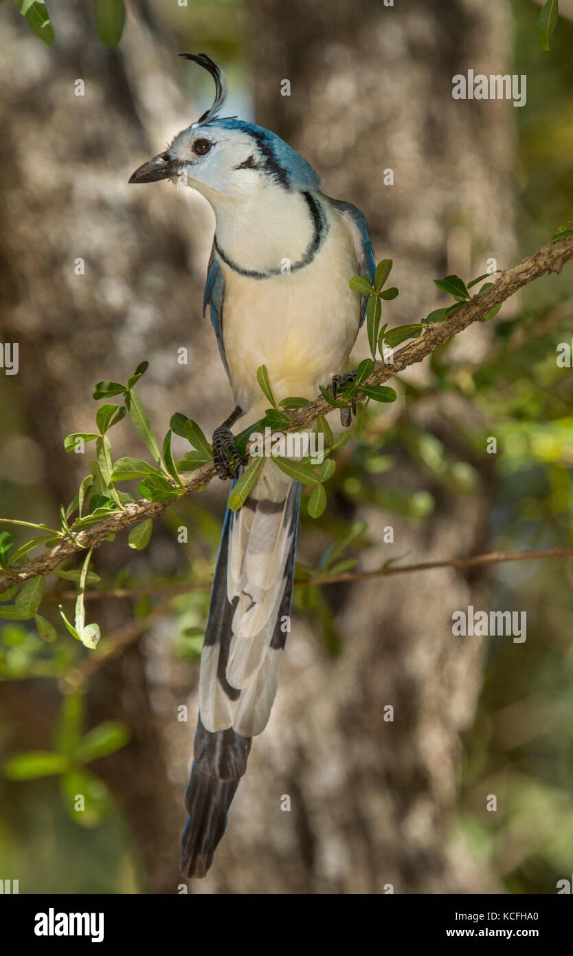 Collared magpie jay hi-res stock photography and images - Alamy