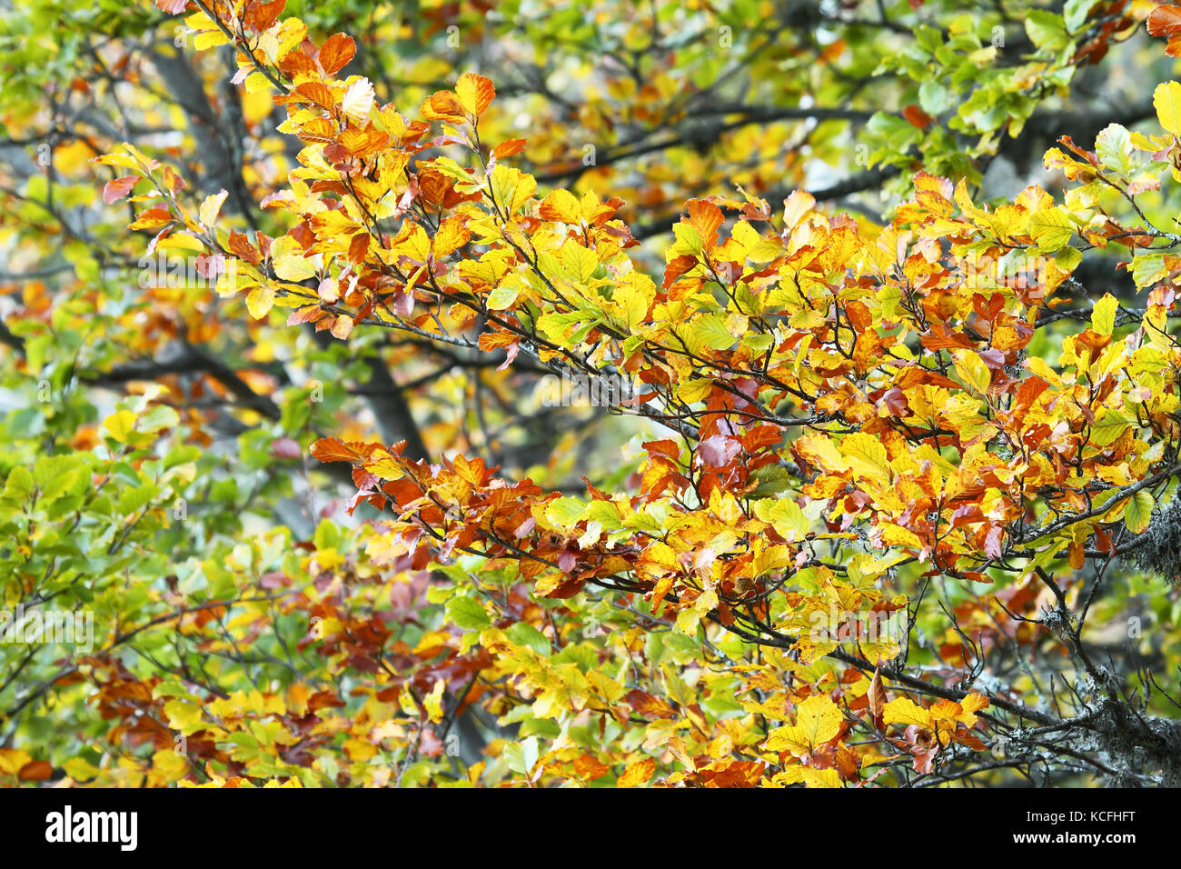 Beech maple hi-res stock photography and images - Alamy
