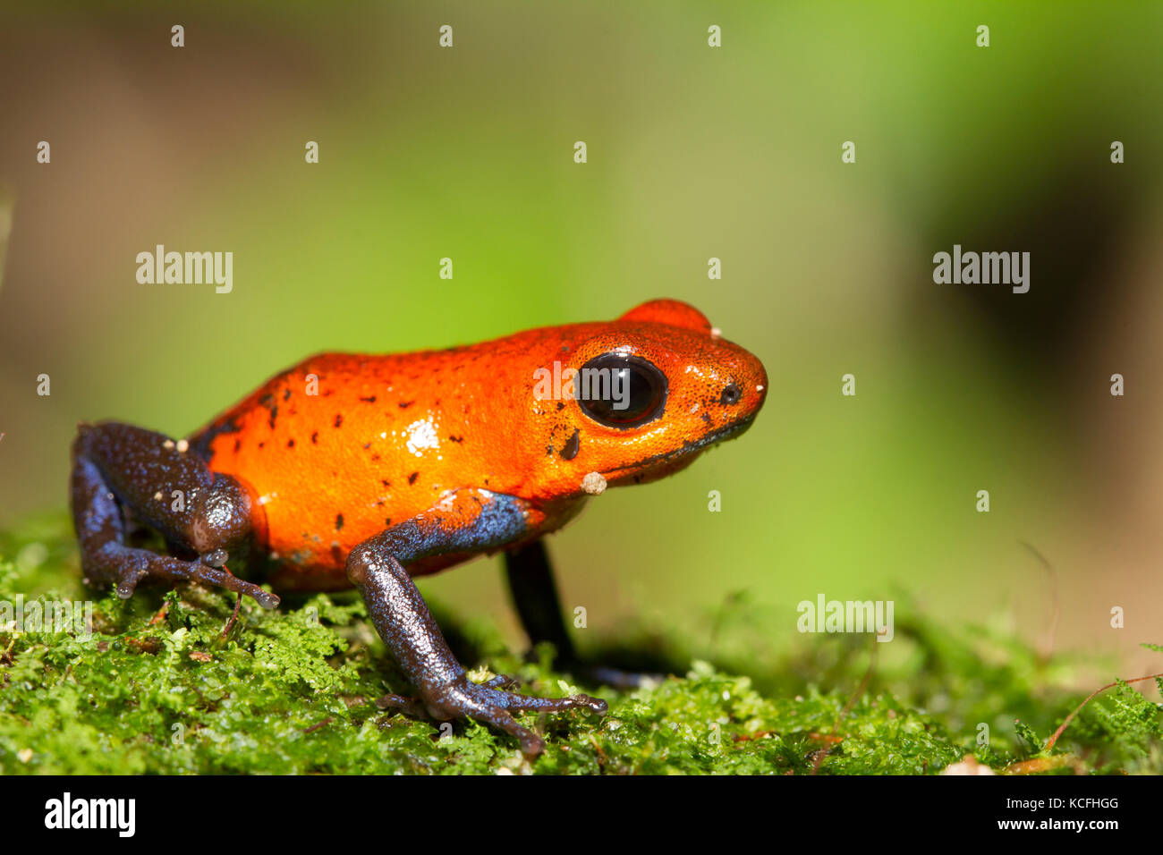 Strawberry poison dart frog, Oophaga pumilio, Costa Rica, Central ...