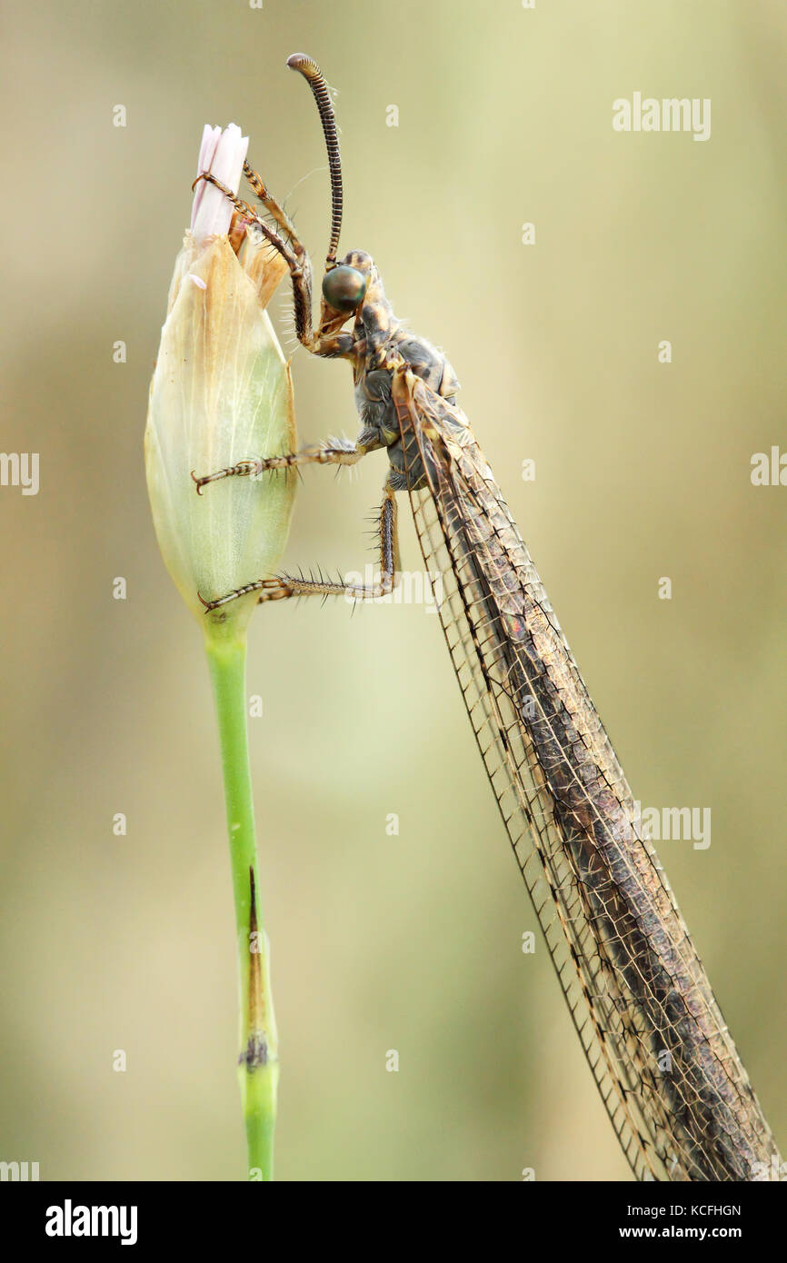 Ant lion hi-res stock photography and images - Alamy