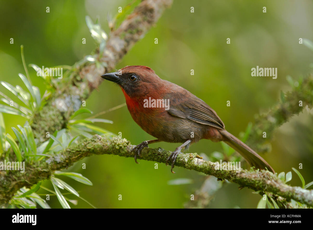 Red-throated Ant Tanager, Habia fuscicauda, Costa Rica, Central America ...