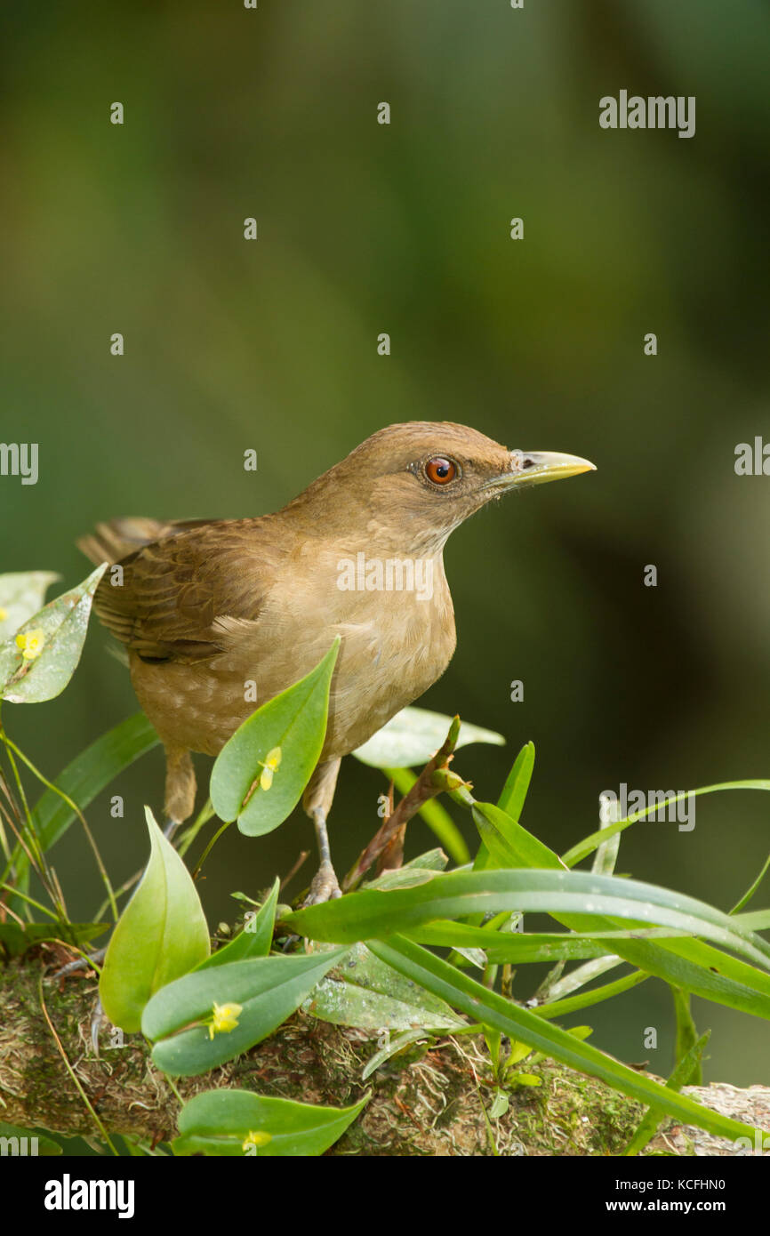 Clay-colored thrush, Turdus grayi, Central America, Costa Rica Stock ...