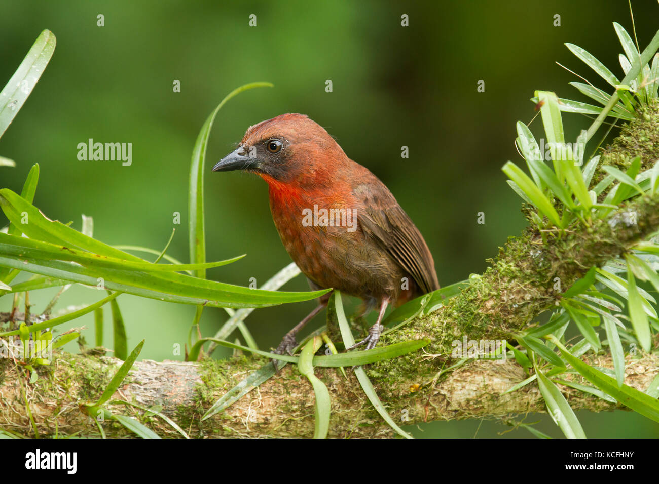 Red-throated Ant Tanager, Habia fuscicauda, Costa Rica, Central America ...