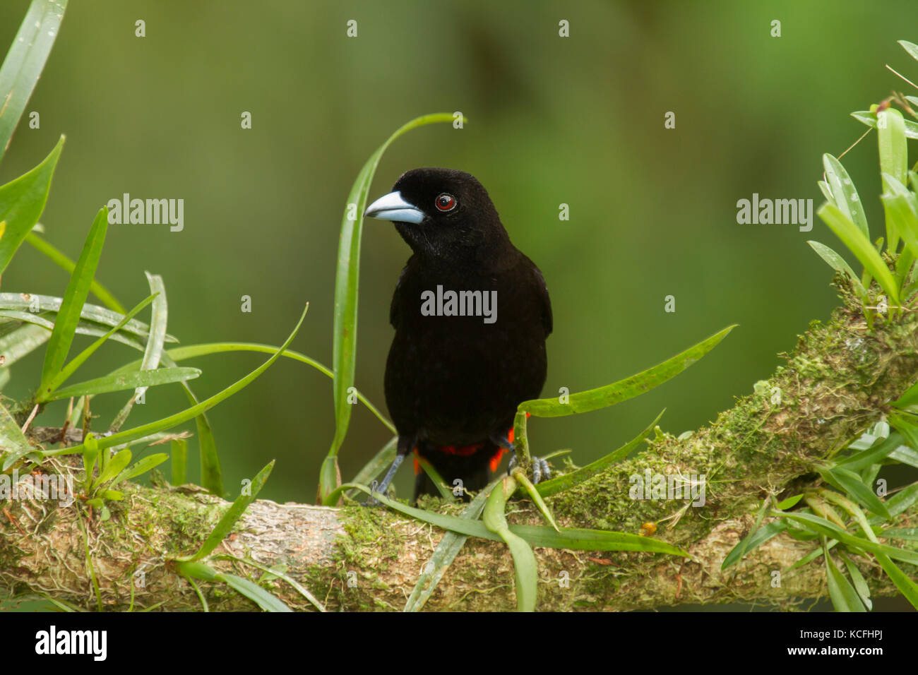 Passerini's Tanager, Ramphocelus passerinii, Costa Rica Central America ...