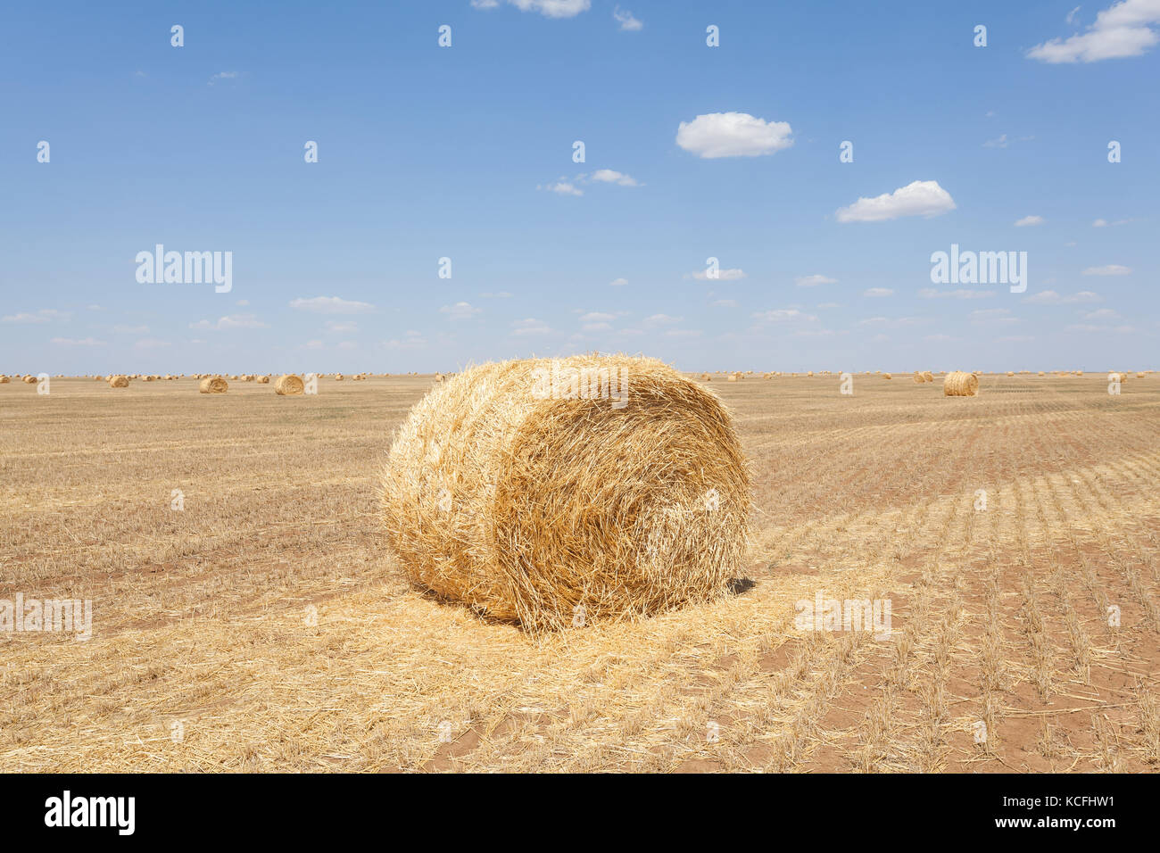 Endless fields of hay bails. Agricultural fields of hay bails Stock ...