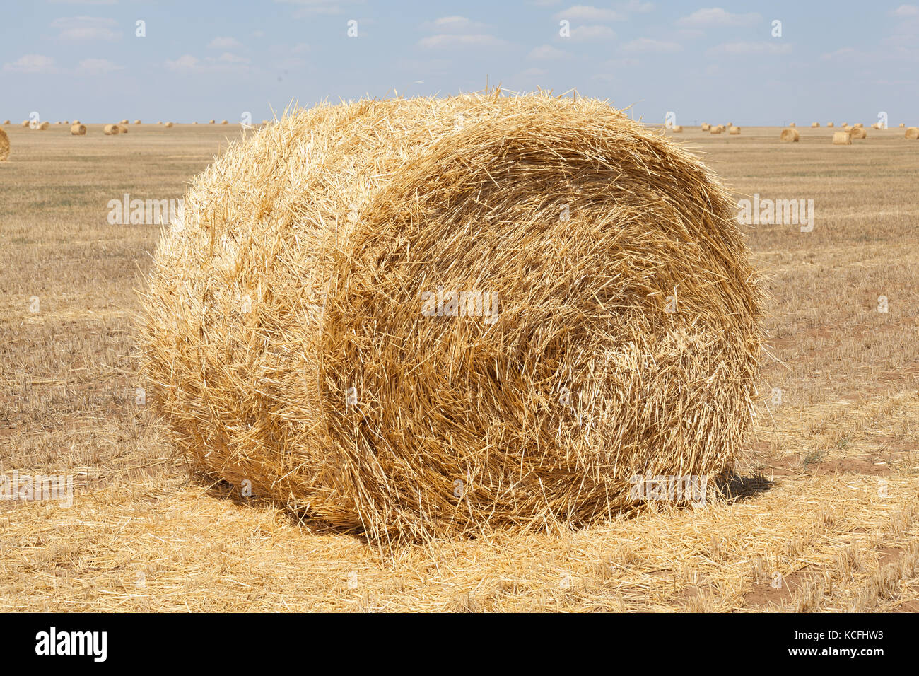 Endless fields of hay bails. Agricultural fields of hay bails Stock ...