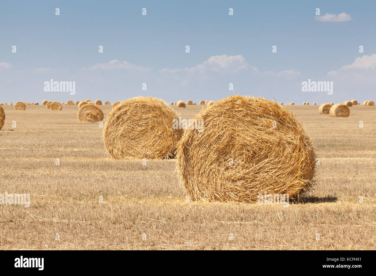 Endless fields of hay bails. Agricultural fields of hay bails Stock ...