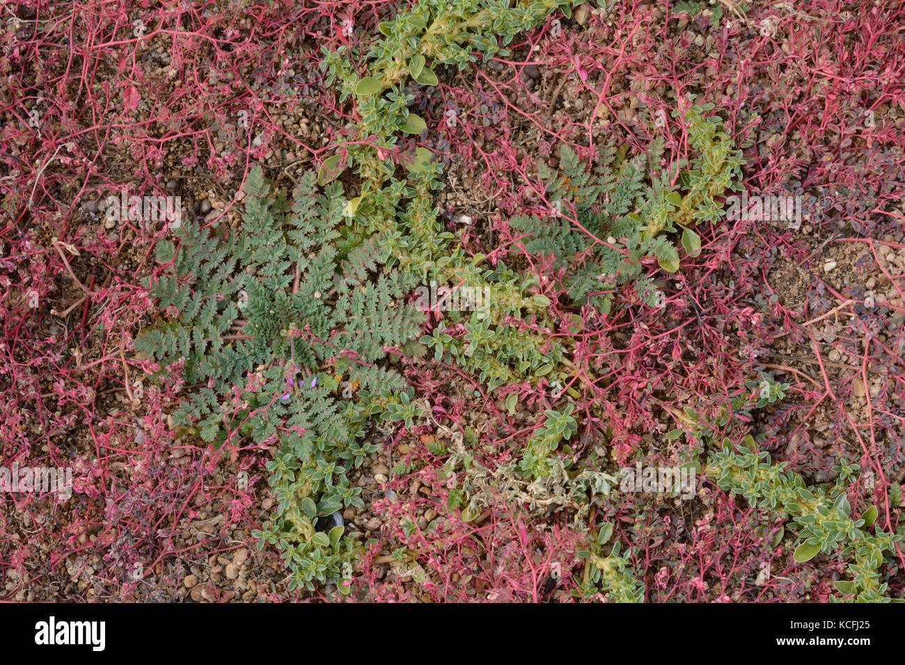 Overgrowth of green and red weeds in autumn in gravel that needs serous ...