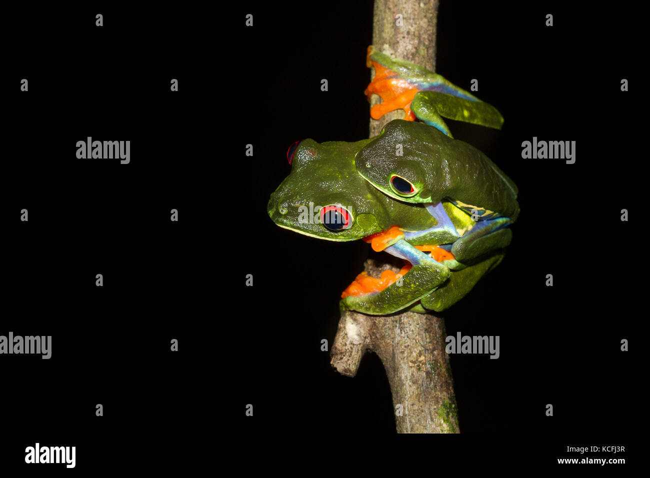 Tree frogs hi-res stock photography and images - Alamy
