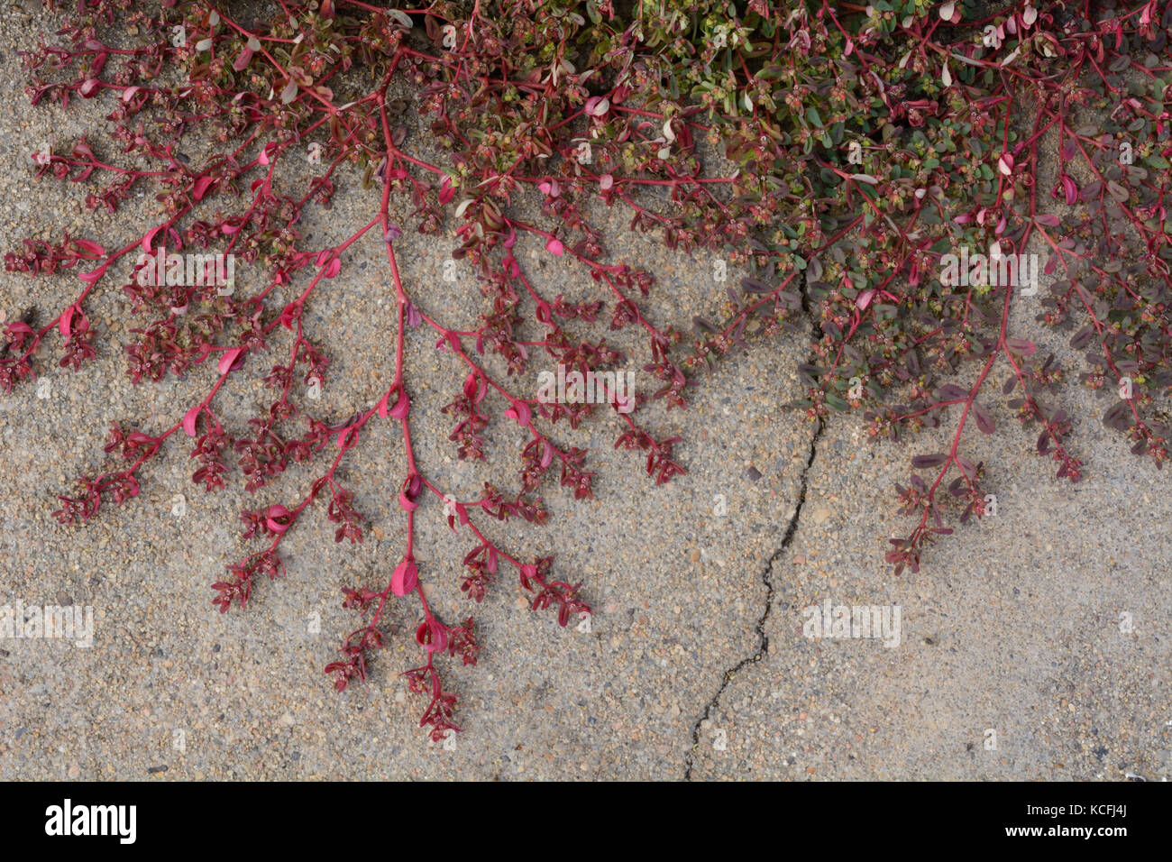 Pink red weeds growing from side of cracked concrete Stock Photo - Alamy