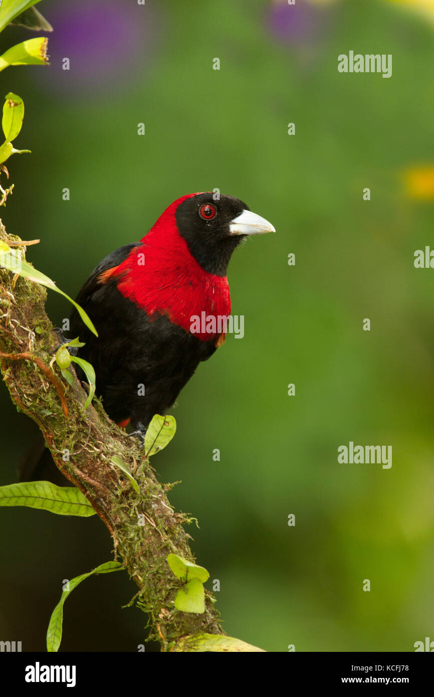 Crimson-collared tanager, Ramphocelus sanguinolentus, Costa Rica ...