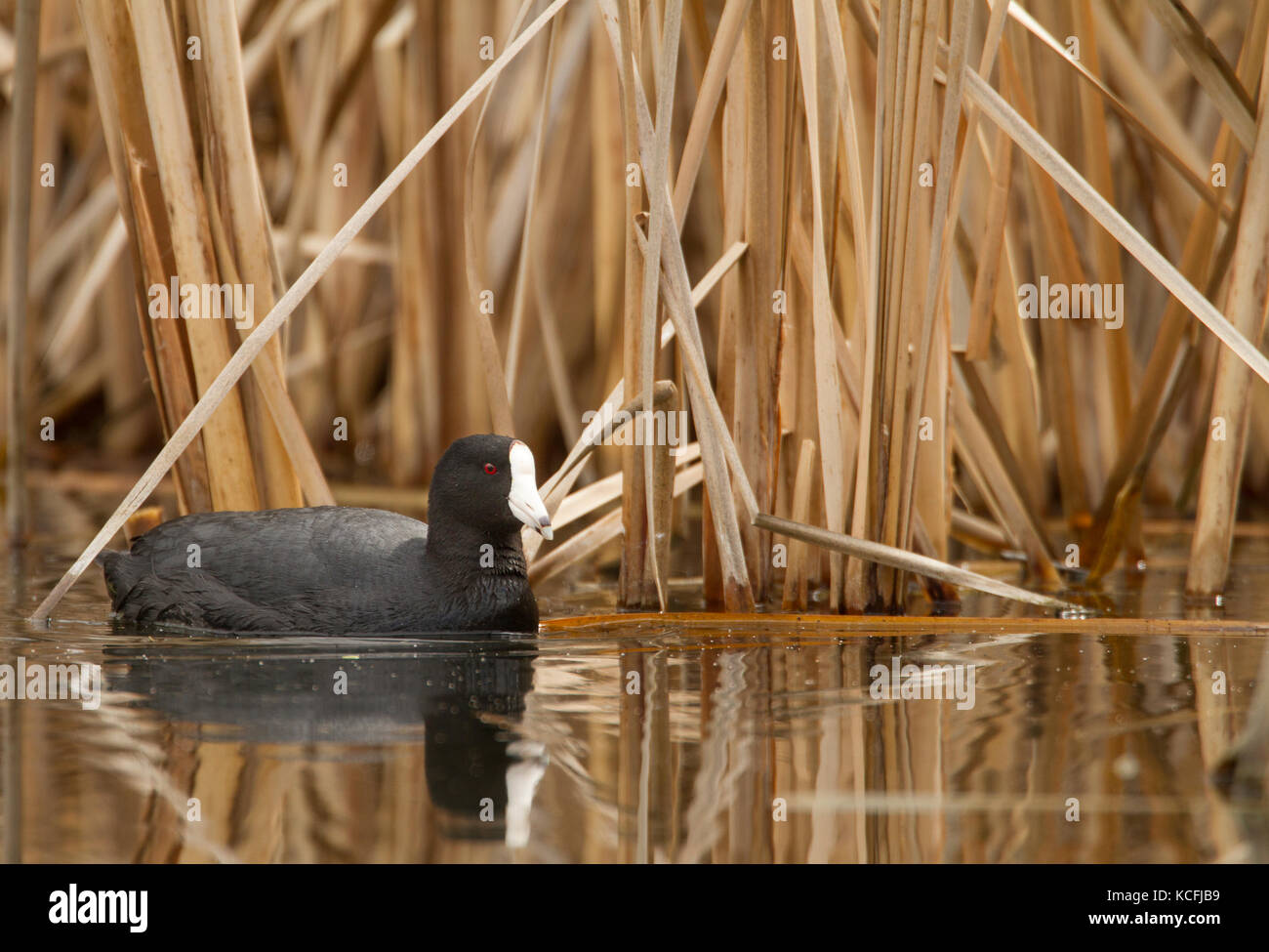 American Coot, swimming in a marsh, Great Basin Desert Tour, British ...