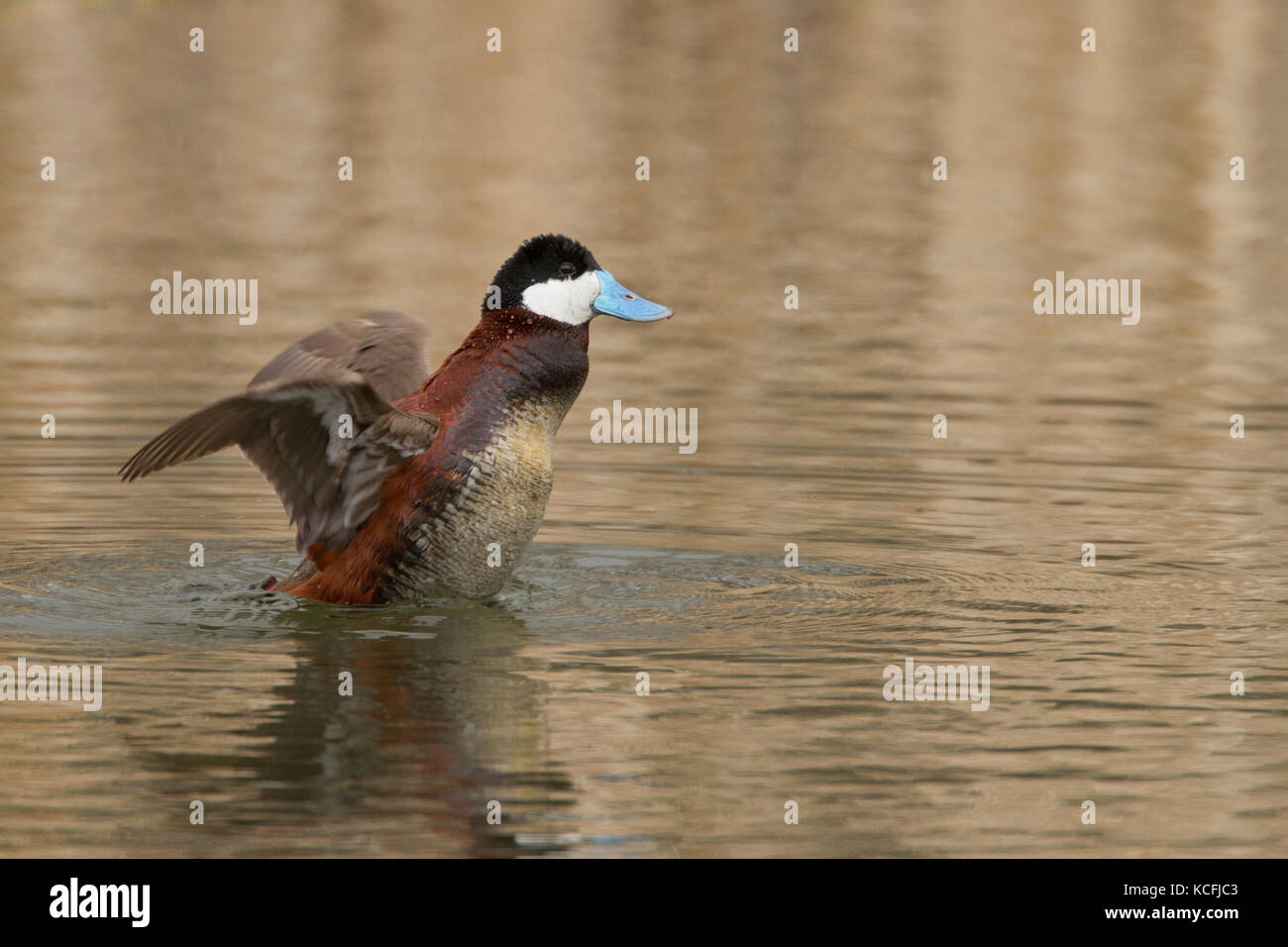 Desert duck hi-res stock photography and images - Alamy