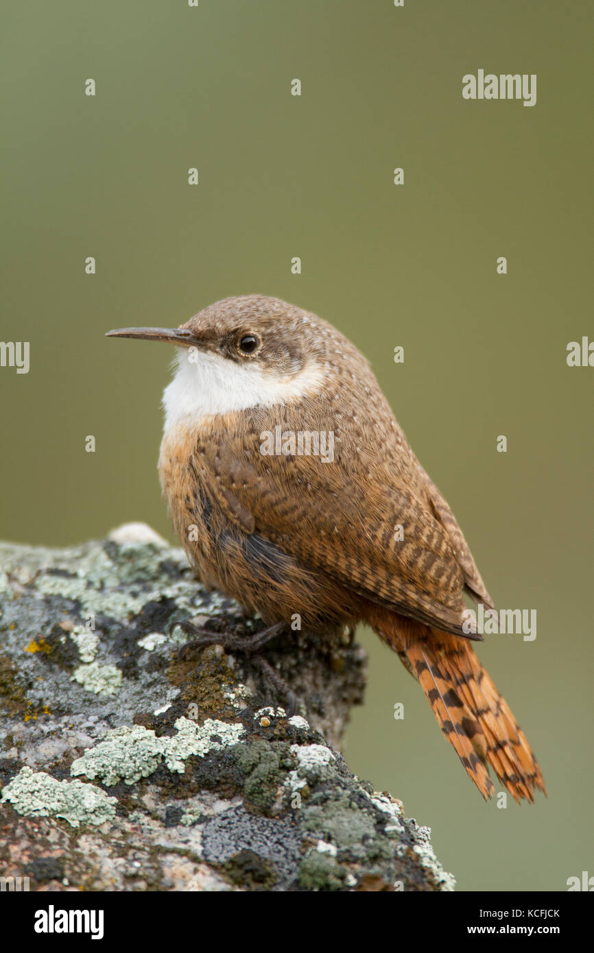 Canyon Wren, Catherpes mexicanus, Great Basin Desert Tour, Washington ...