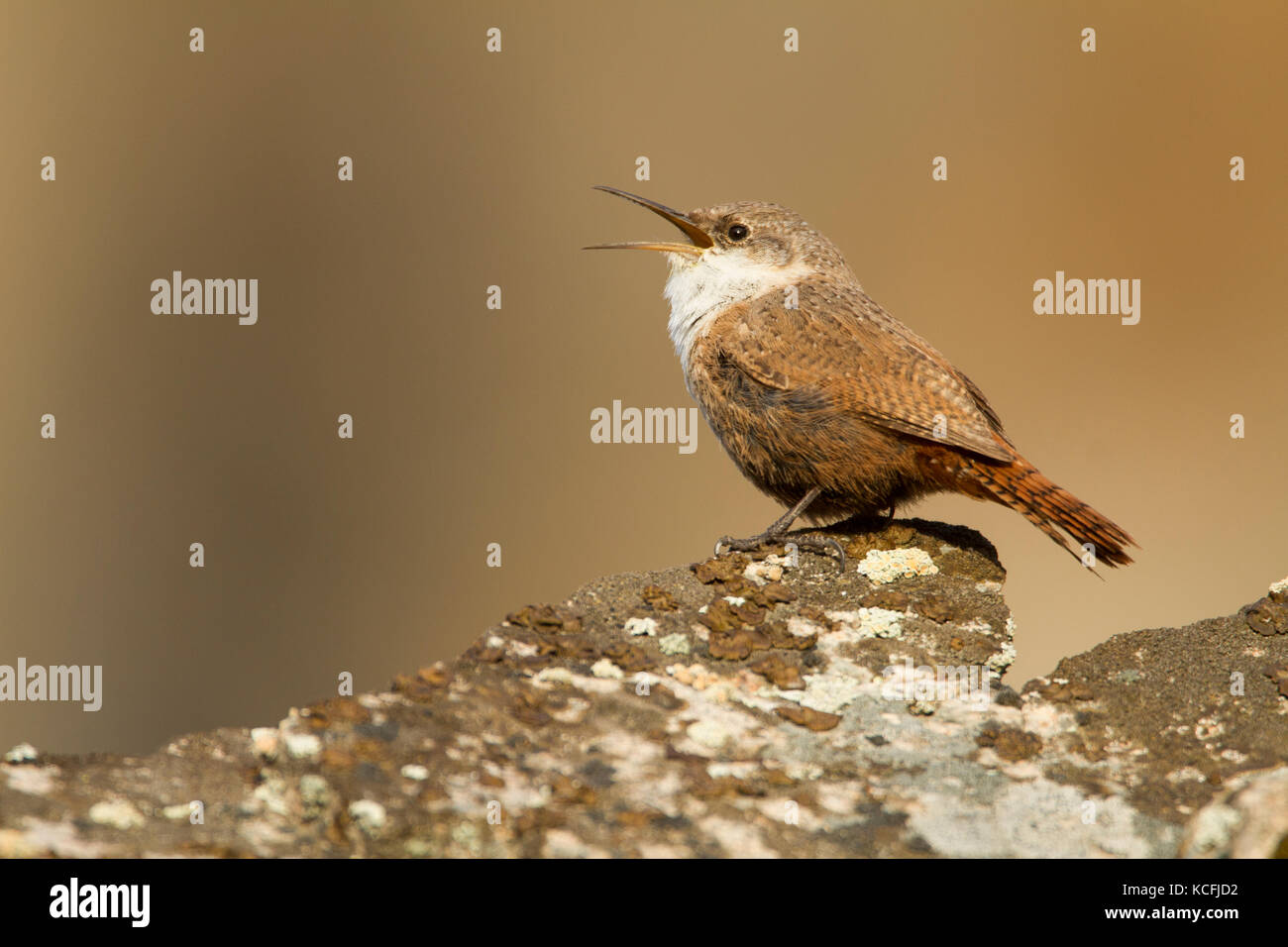 Canyon Wren High Resolution Stock Photography and Images - Alamy