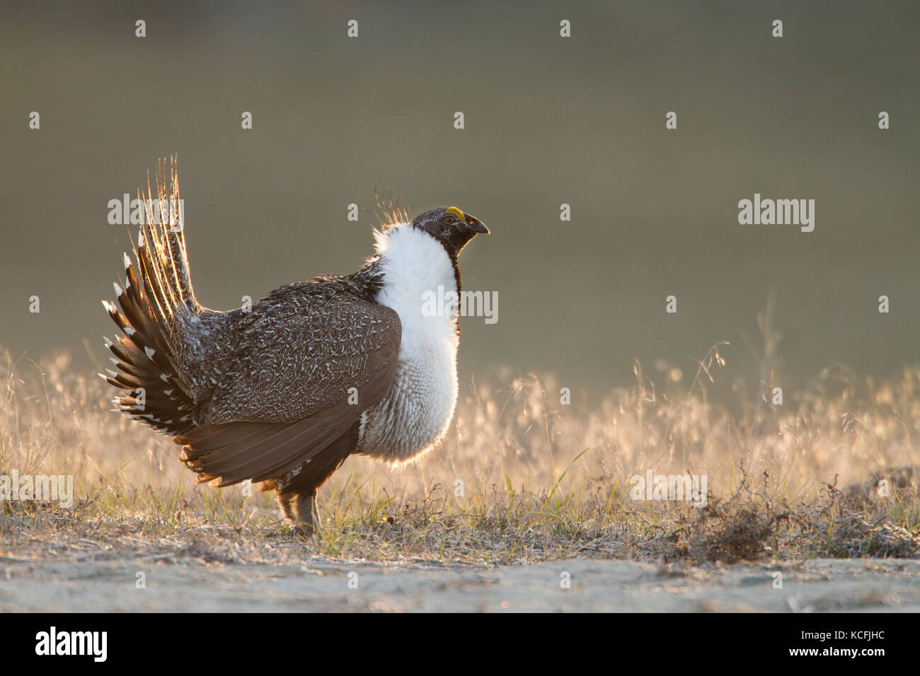 Sage Grouse, Centrocercus urophasianus, Grasslands, Great Basin Desert ...