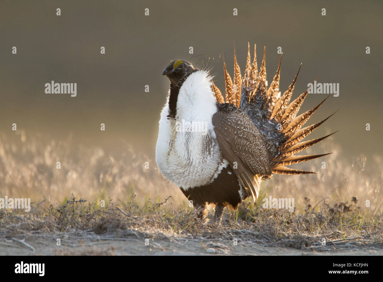 Sage Grouse, Centrocercus urophasianus, Grasslands, Great Basin Desert ...
