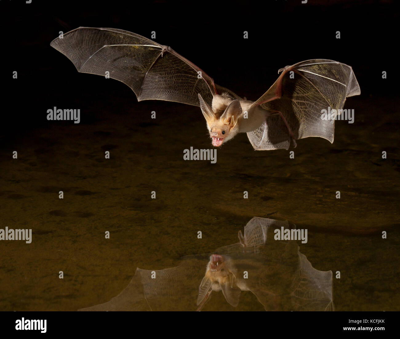 Pallid Bat, Antrozous pallidus flying low over pond in the Great Basin ...