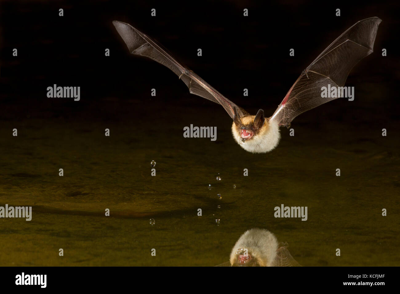 Desert Pallid Bat