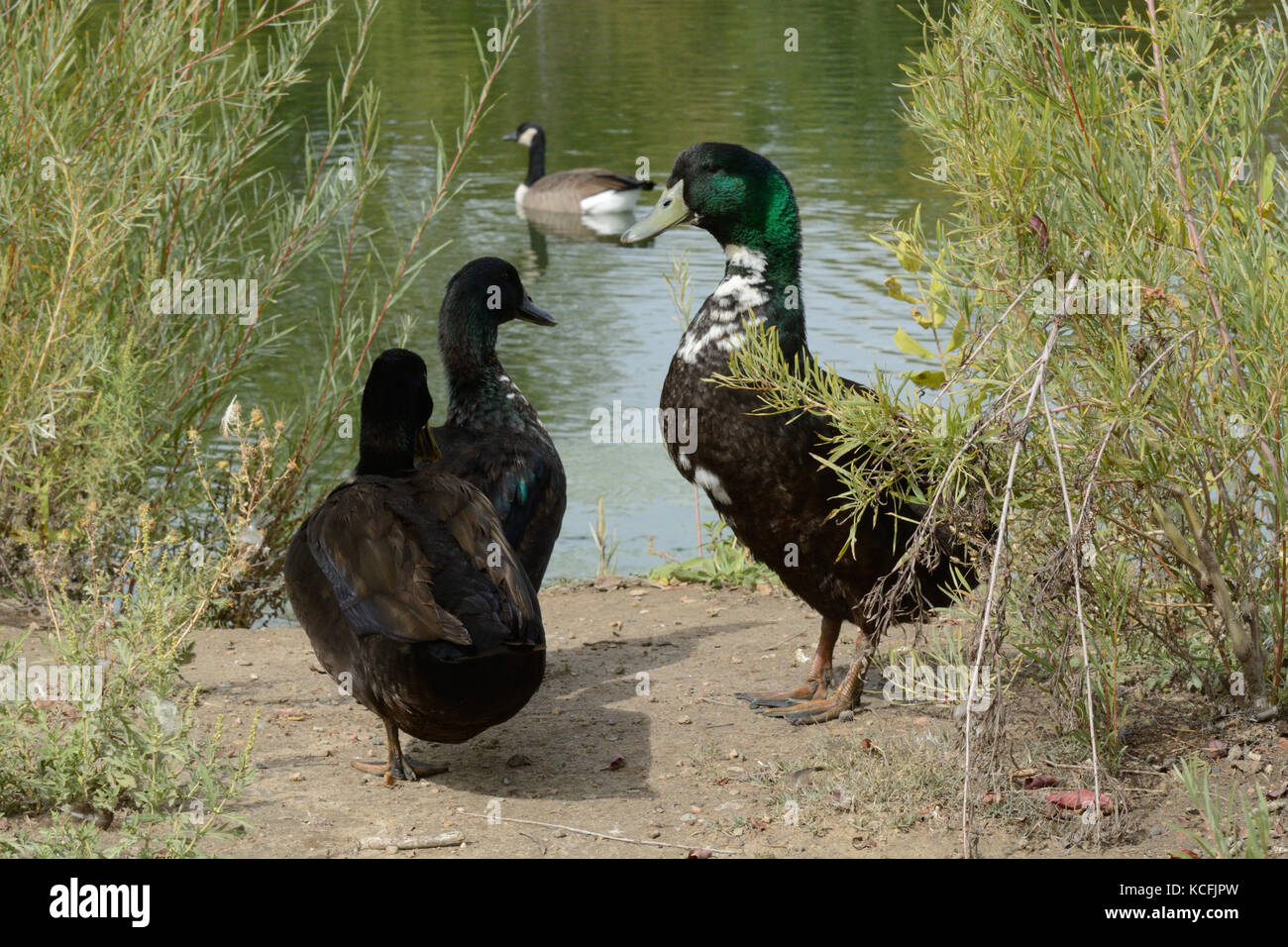 Mixed breed ducks with traces of mallard,cayuga and Swedish black ...