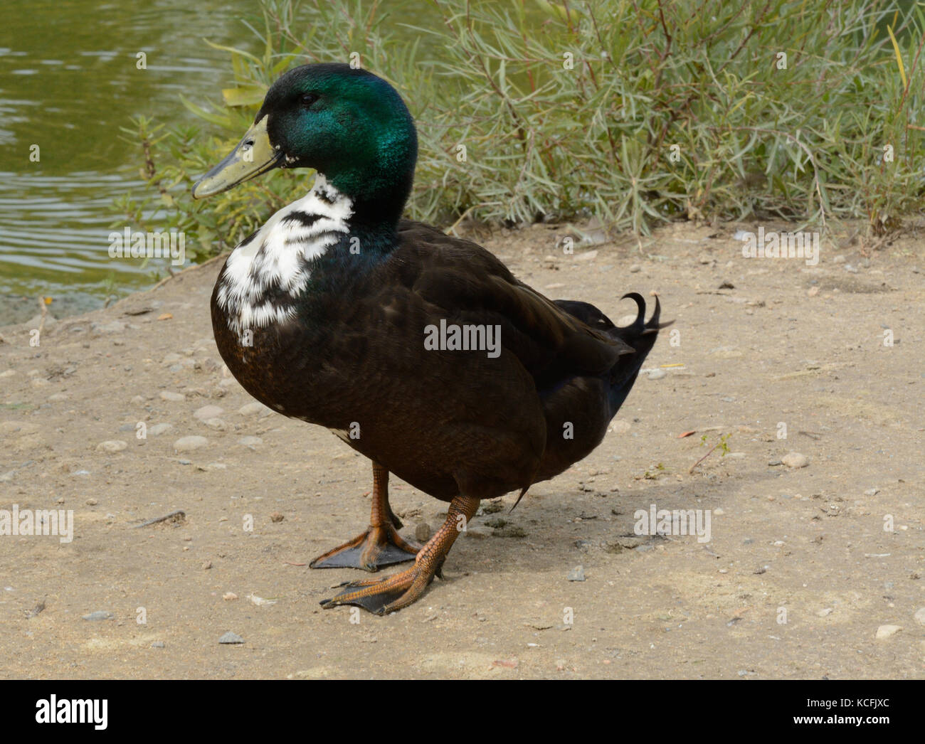 Mixed breed duck drake of Mallard and domestic duck possibly Swedish ...