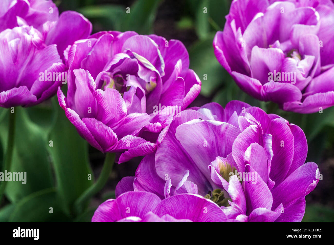Tulipa "Blue Diamond" Double Late Tulip Stock Photo - Alamy