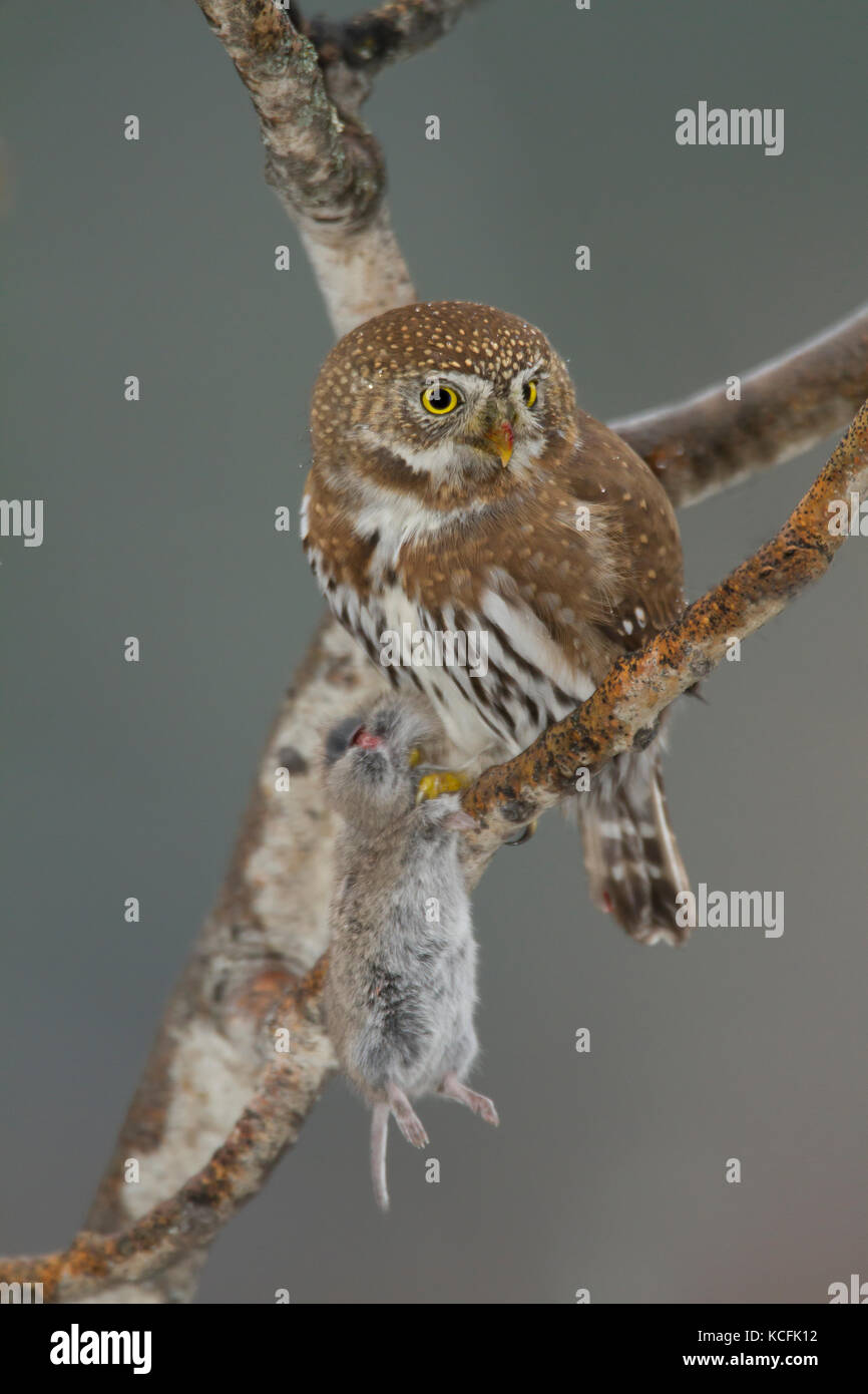 Northern pygmy owl in a tree hi-res stock photography and images - Alamy