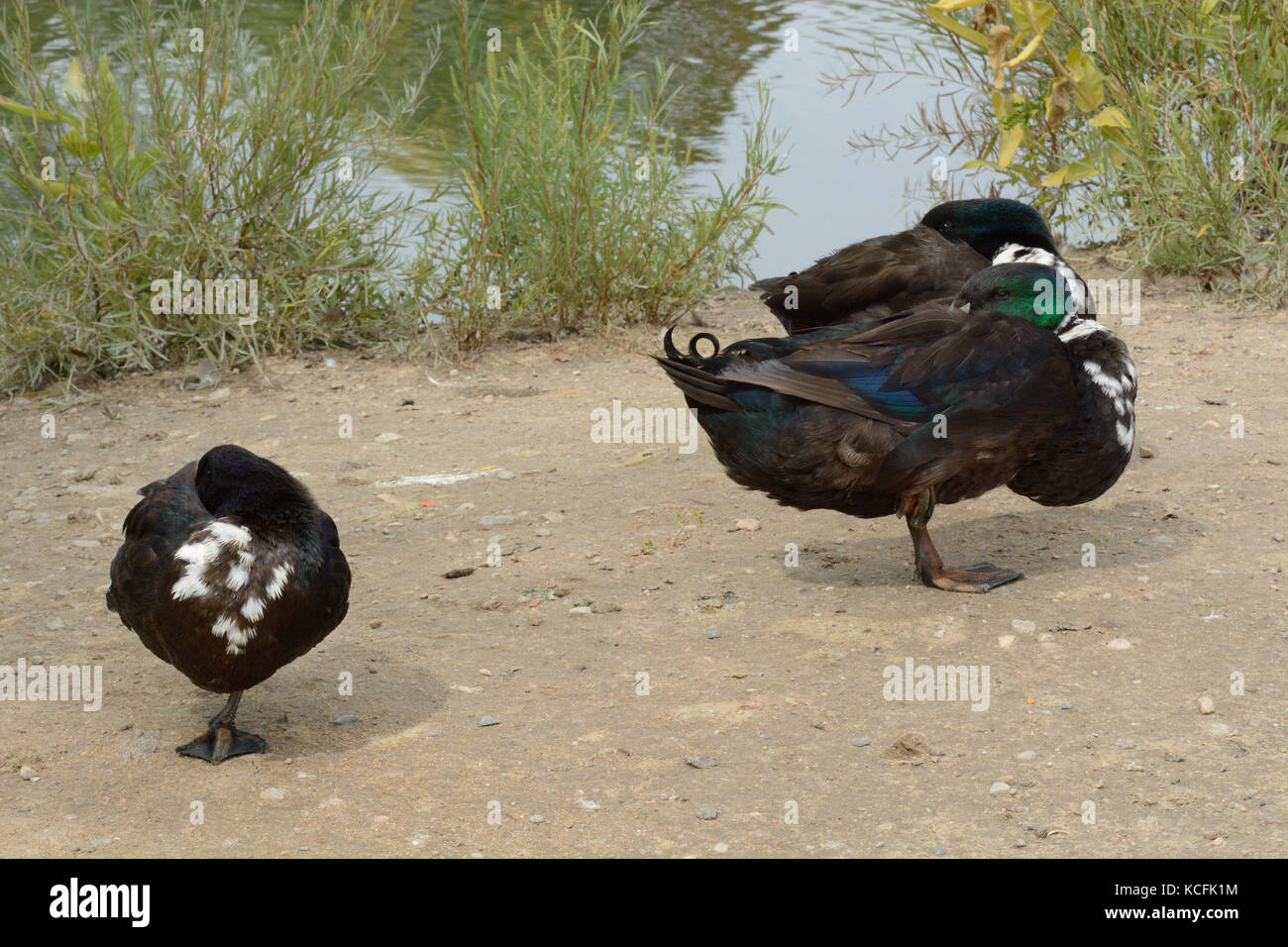 Three mixed breed wild ducks resting by side of lake Stock Photo - Alamy