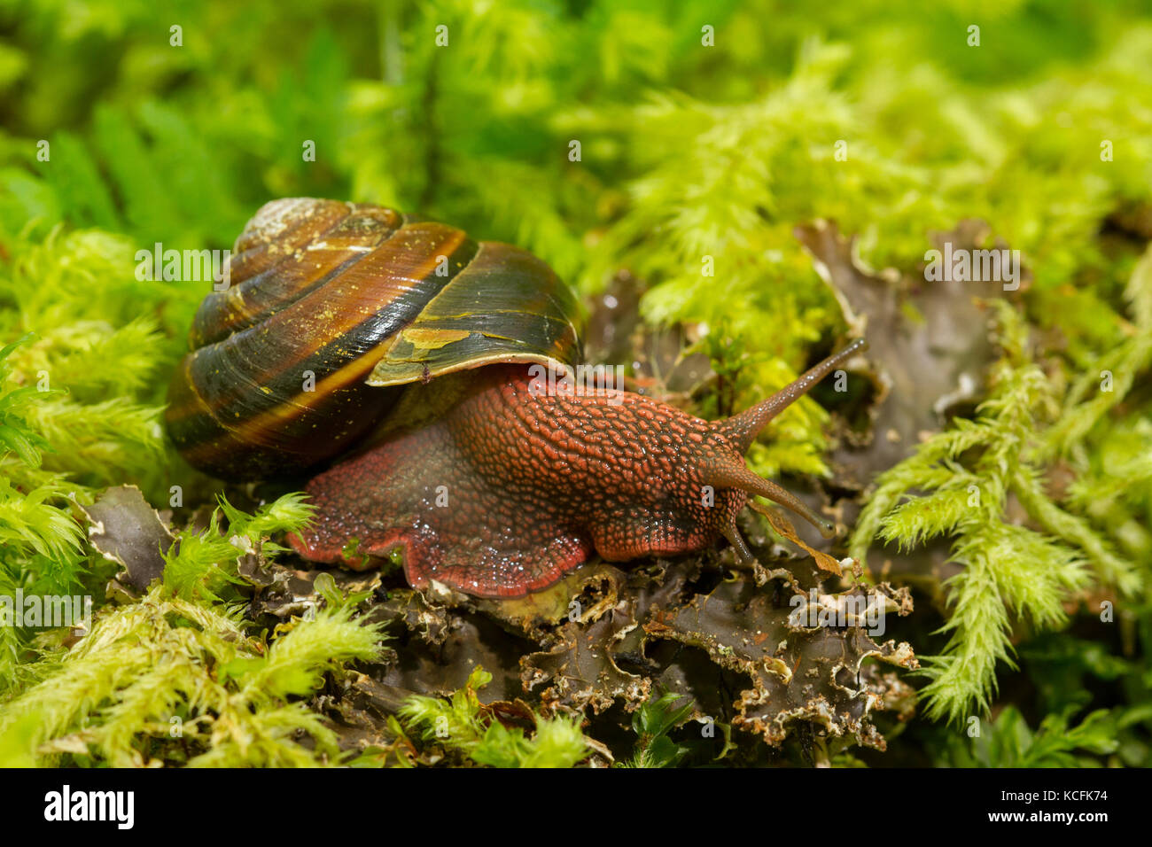 Pacific Sideband Snail, Monadenia fidelis, Clowholm Lake, Sunshine ...