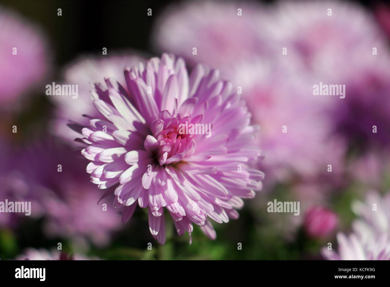 Beautiful pink asters in hi-res stock photography and images - Alamy