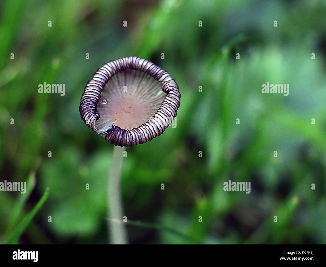 Inky cap mushroom hi-res stock photography and images - Alamy