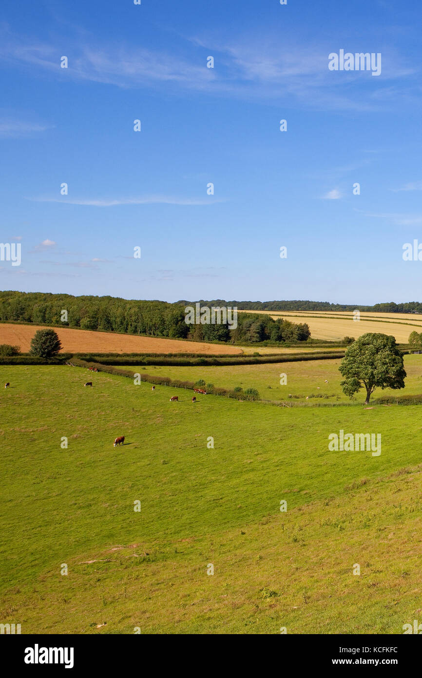 hereford cattle grazing in traditional english farm meadows with ...