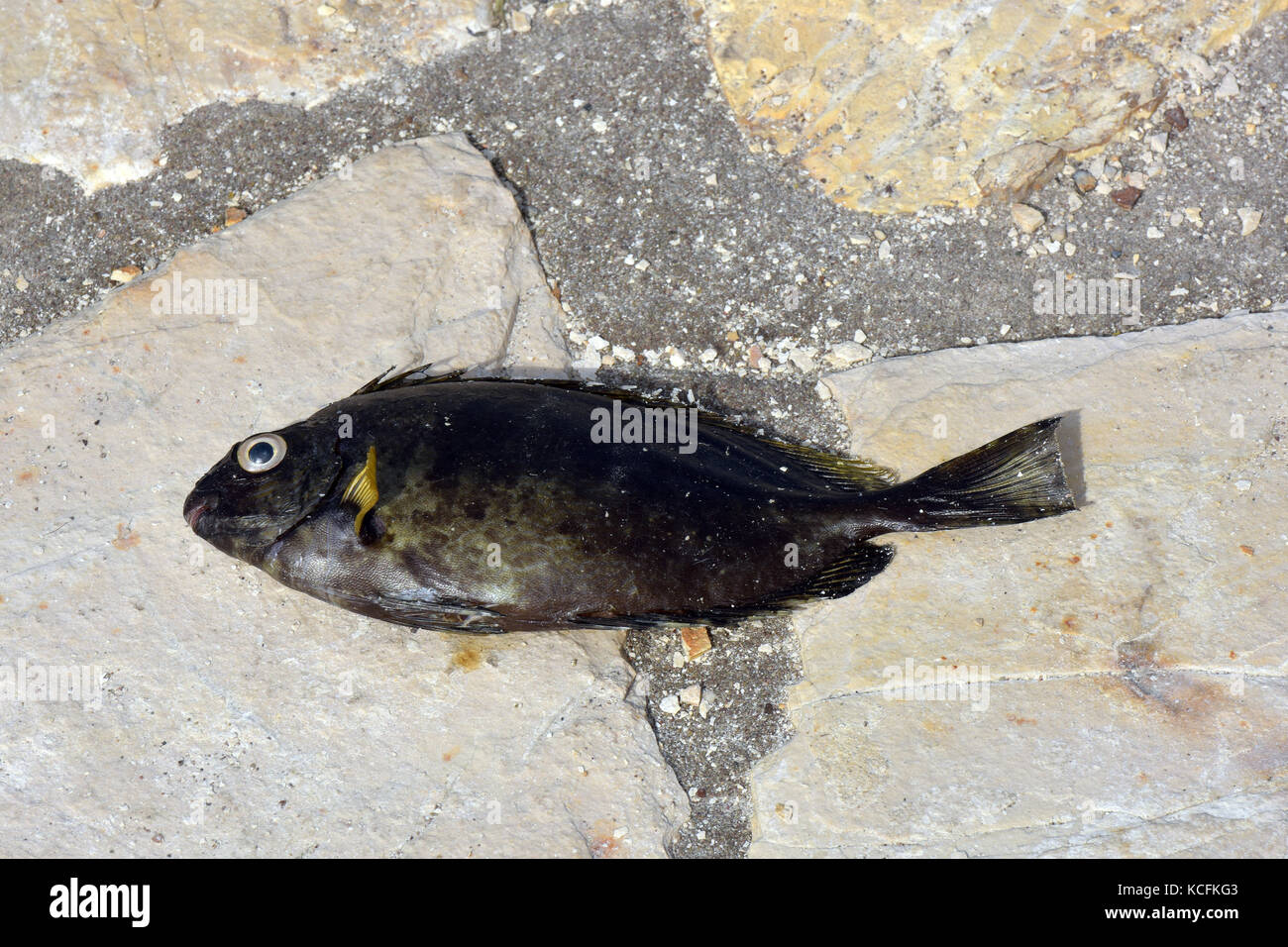 a dead fish that has just been caught by a man fishing in the ...