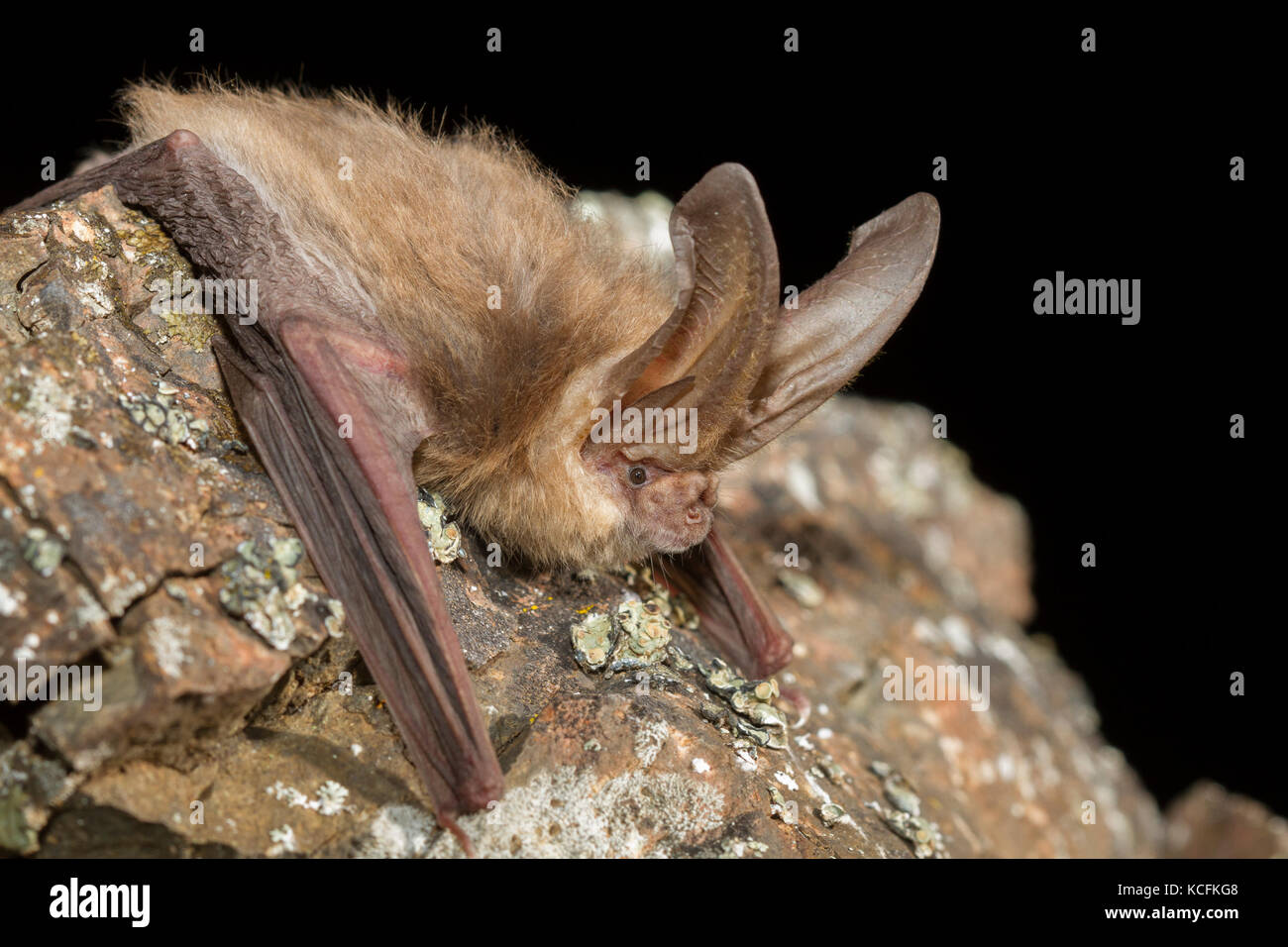 Big bats hi-res stock photography and images - Alamy