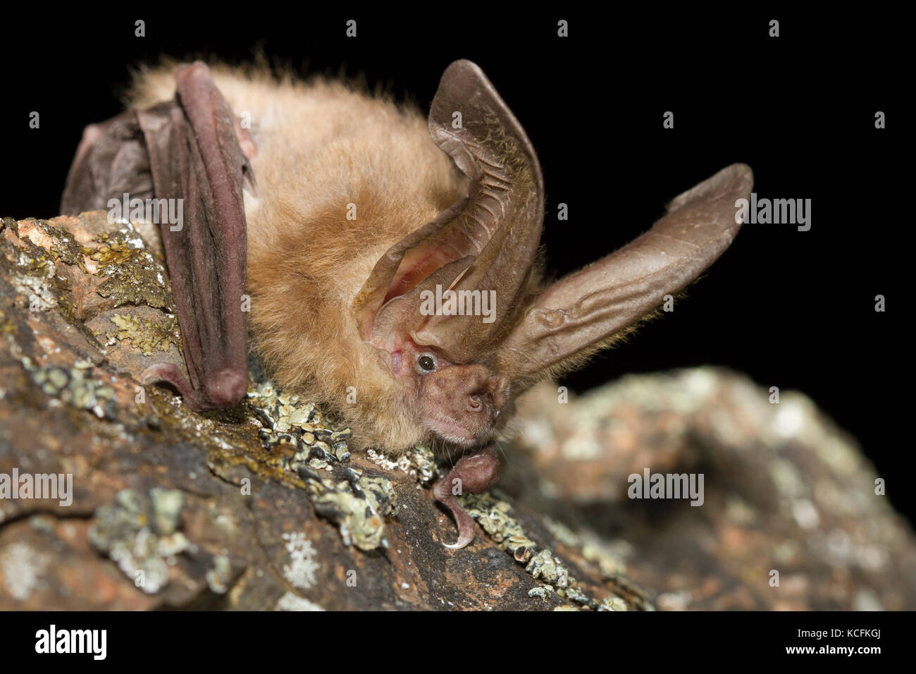 Grassland bats hi-res stock photography and images - Alamy