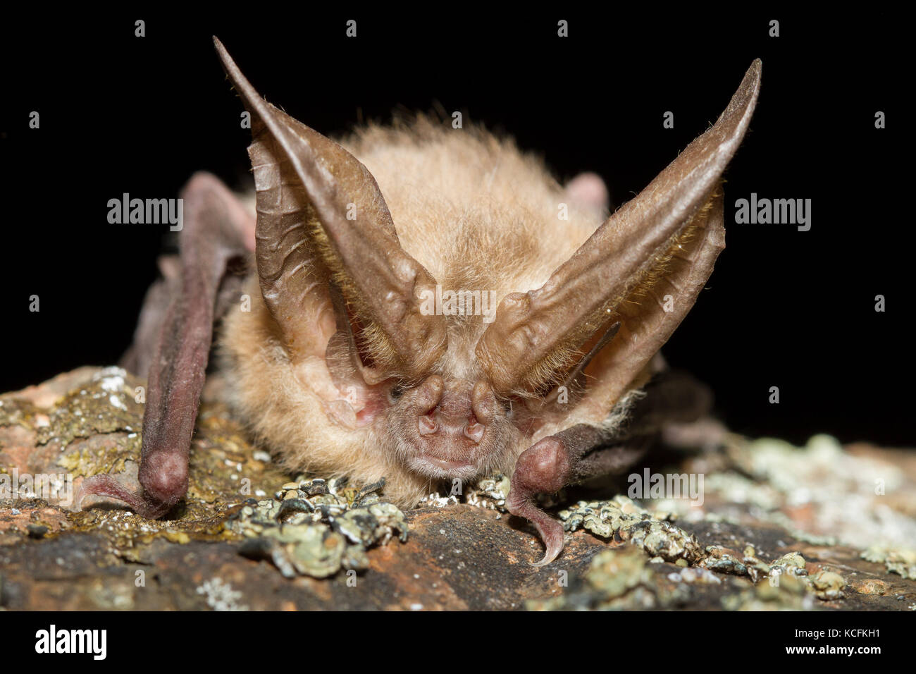 Townsend’s big eared bat hi-res stock photography and images - Alamy