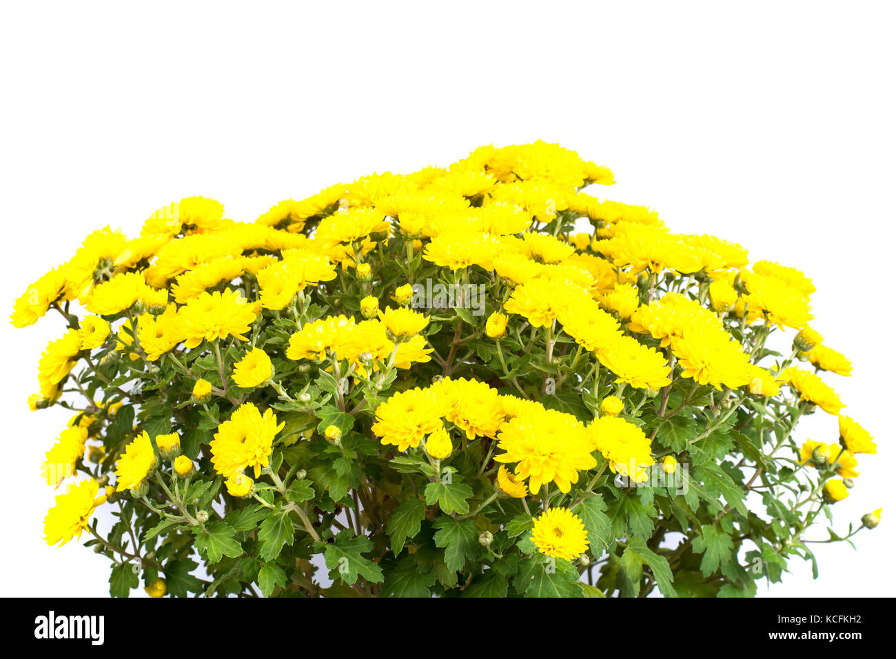 White yellow mums flowers hi-res stock photography and images - Alamy
